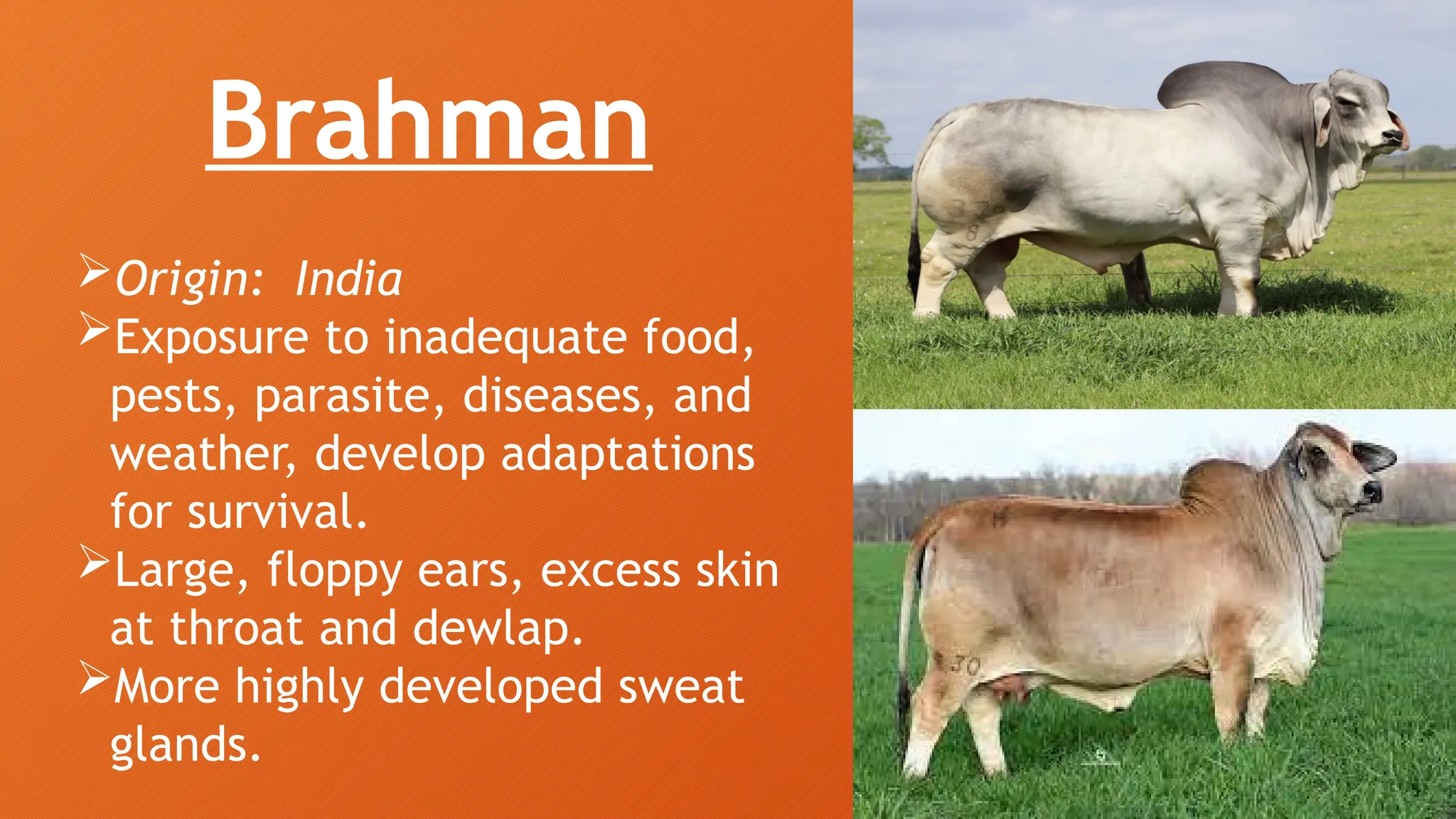 3. Breeds of Small and Large Ruminants.pptx