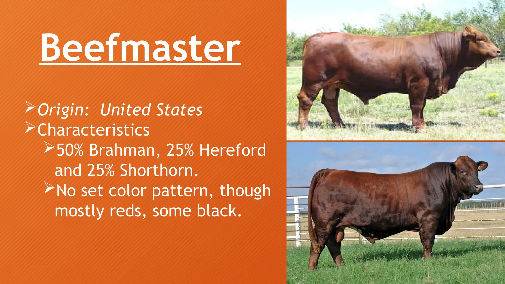 3. Breeds of Small and Large Ruminants.pptx