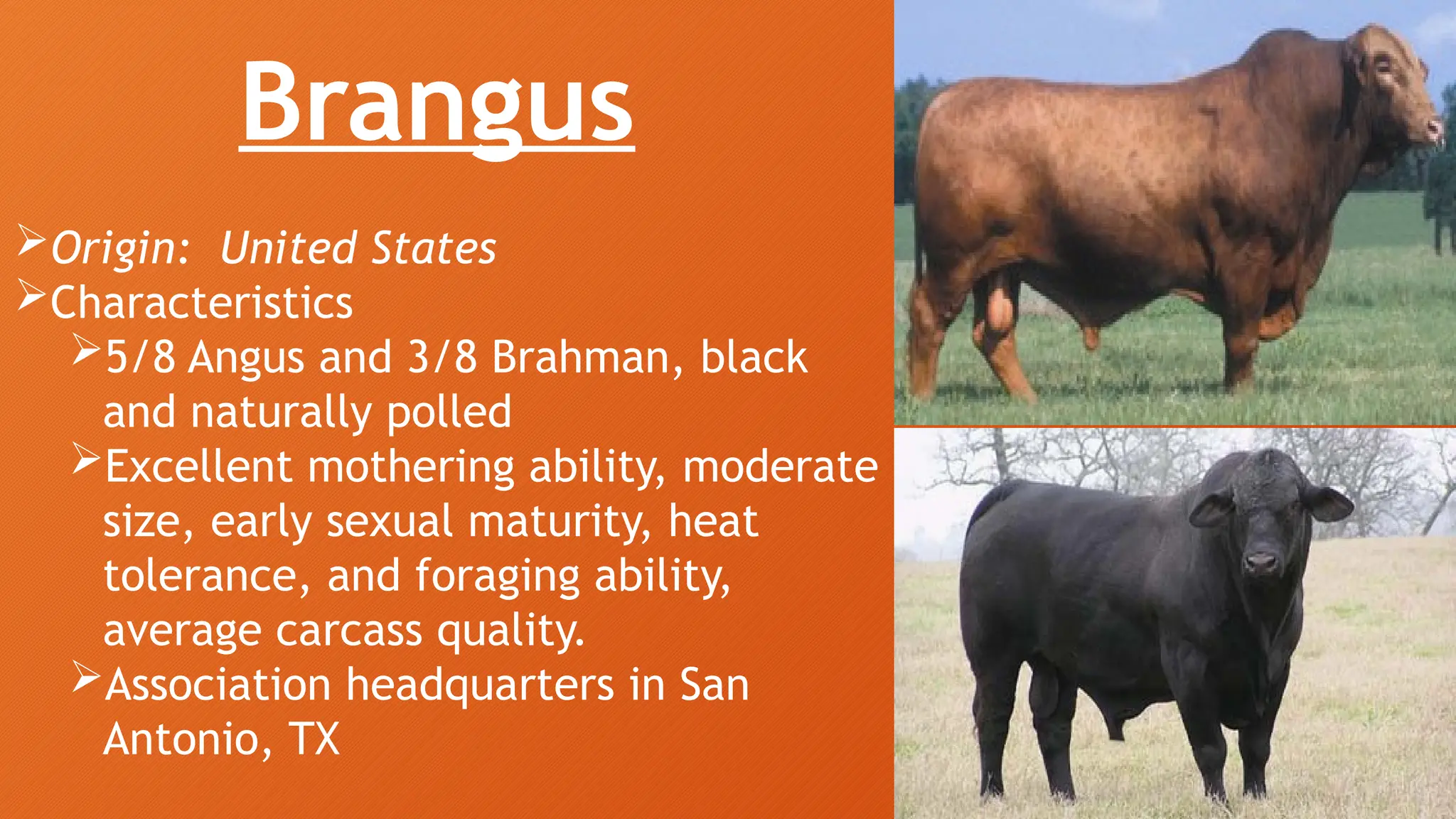 3. Breeds of Small and Large Ruminants.pptx