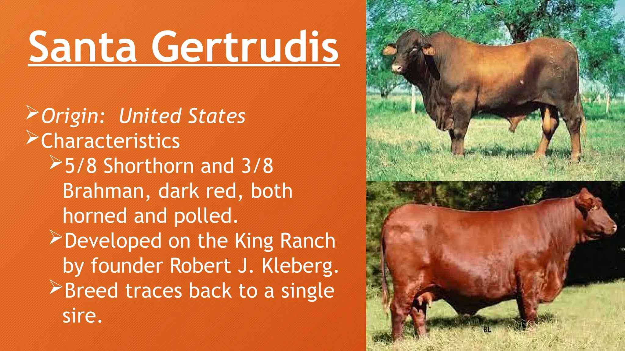 3. Breeds of Small and Large Ruminants.pptx