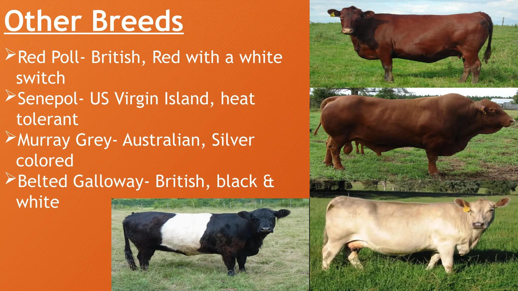 3. Breeds of Small and Large Ruminants.pptx