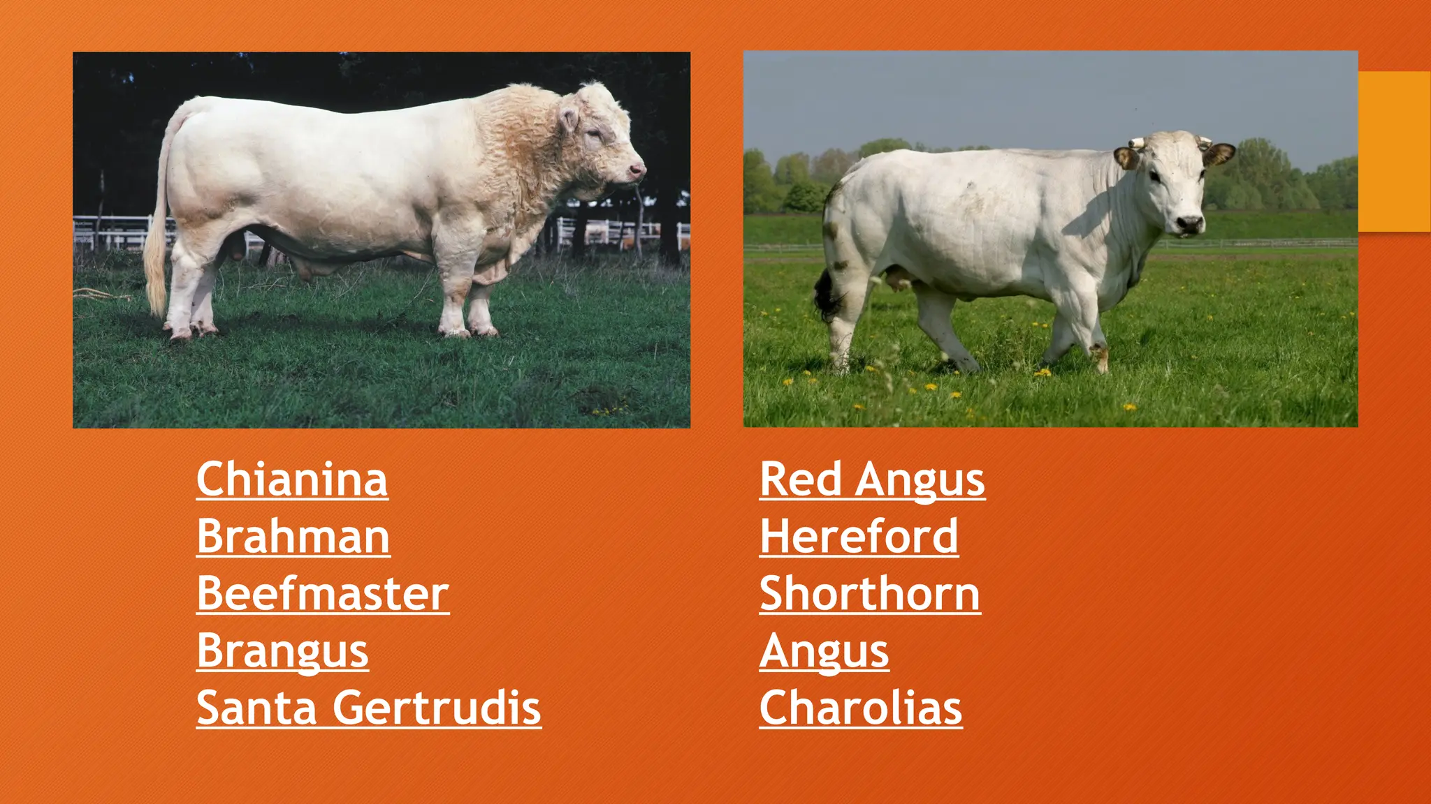 3. Breeds of Small and Large Ruminants.pptx