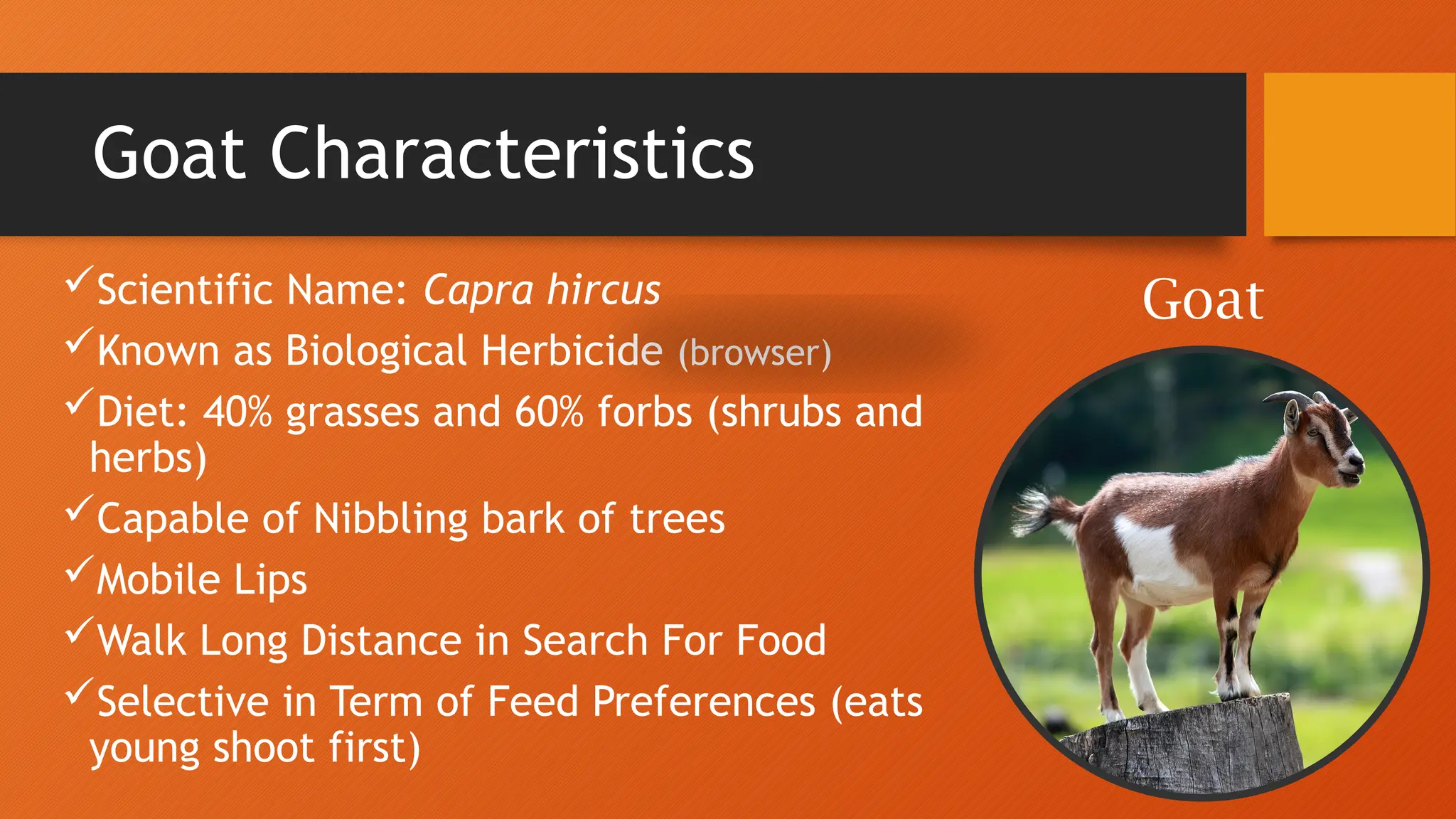 3. Breeds of Small and Large Ruminants.pptx