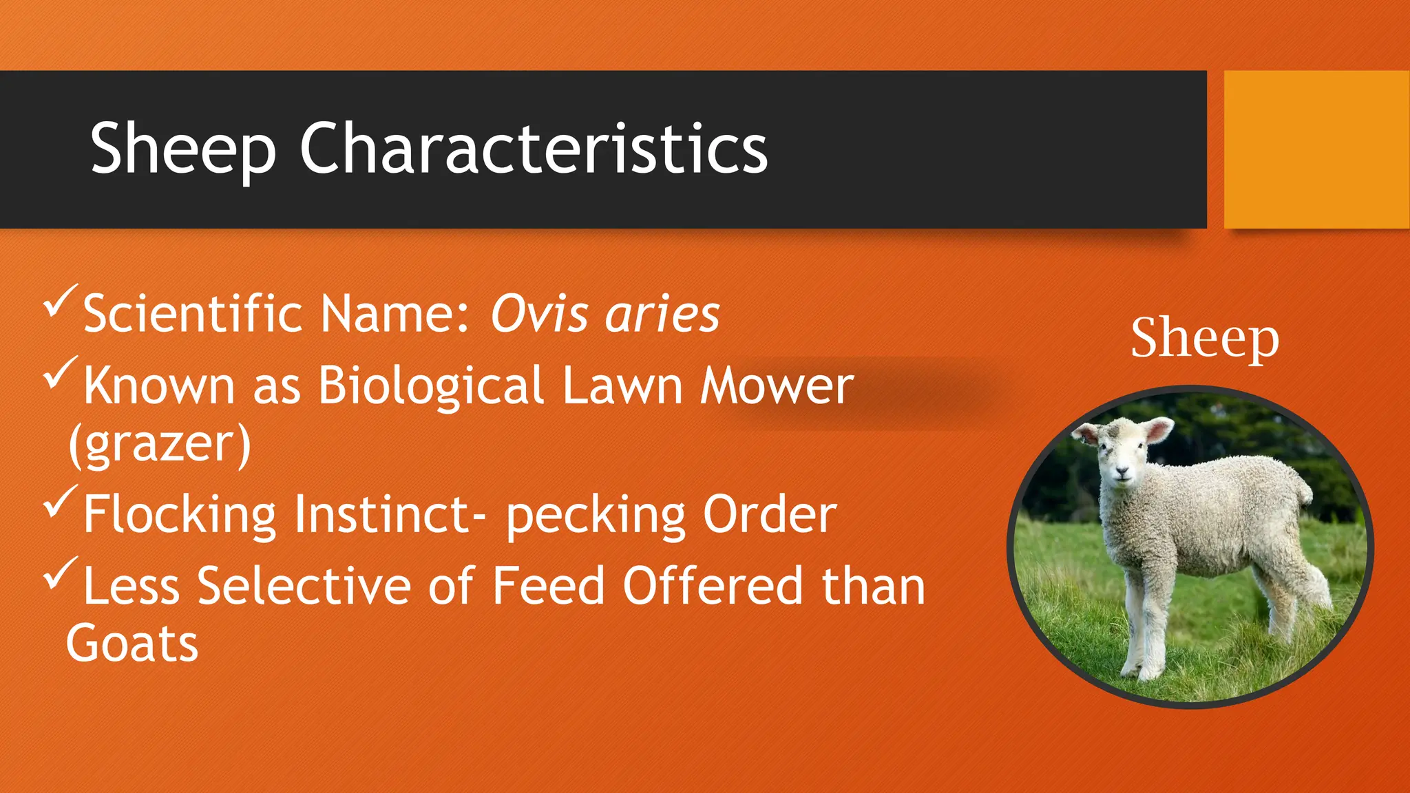 3. Breeds of Small and Large Ruminants.pptx