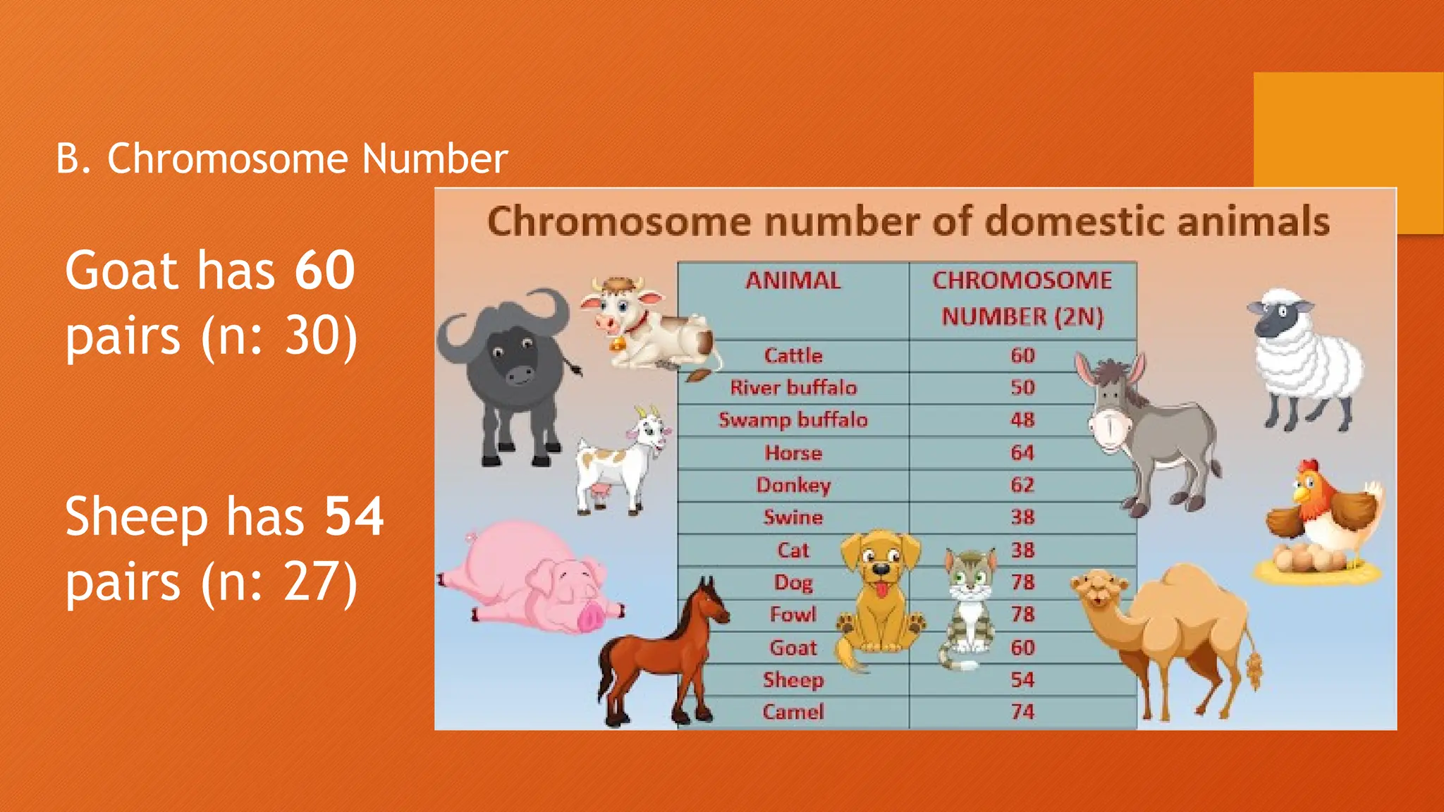3. Breeds of Small and Large Ruminants.pptx