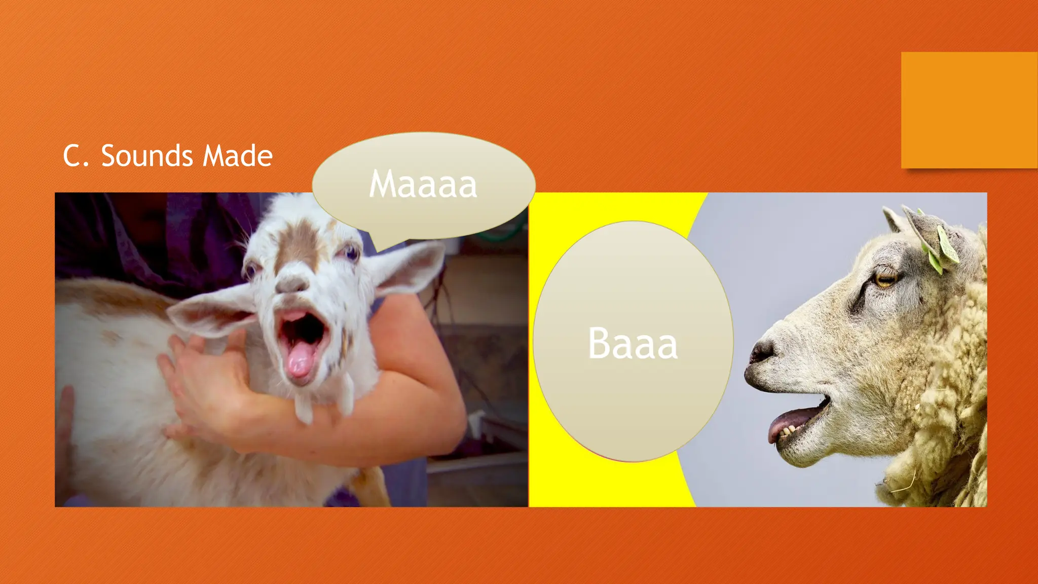 3. Breeds of Small and Large Ruminants.pptx