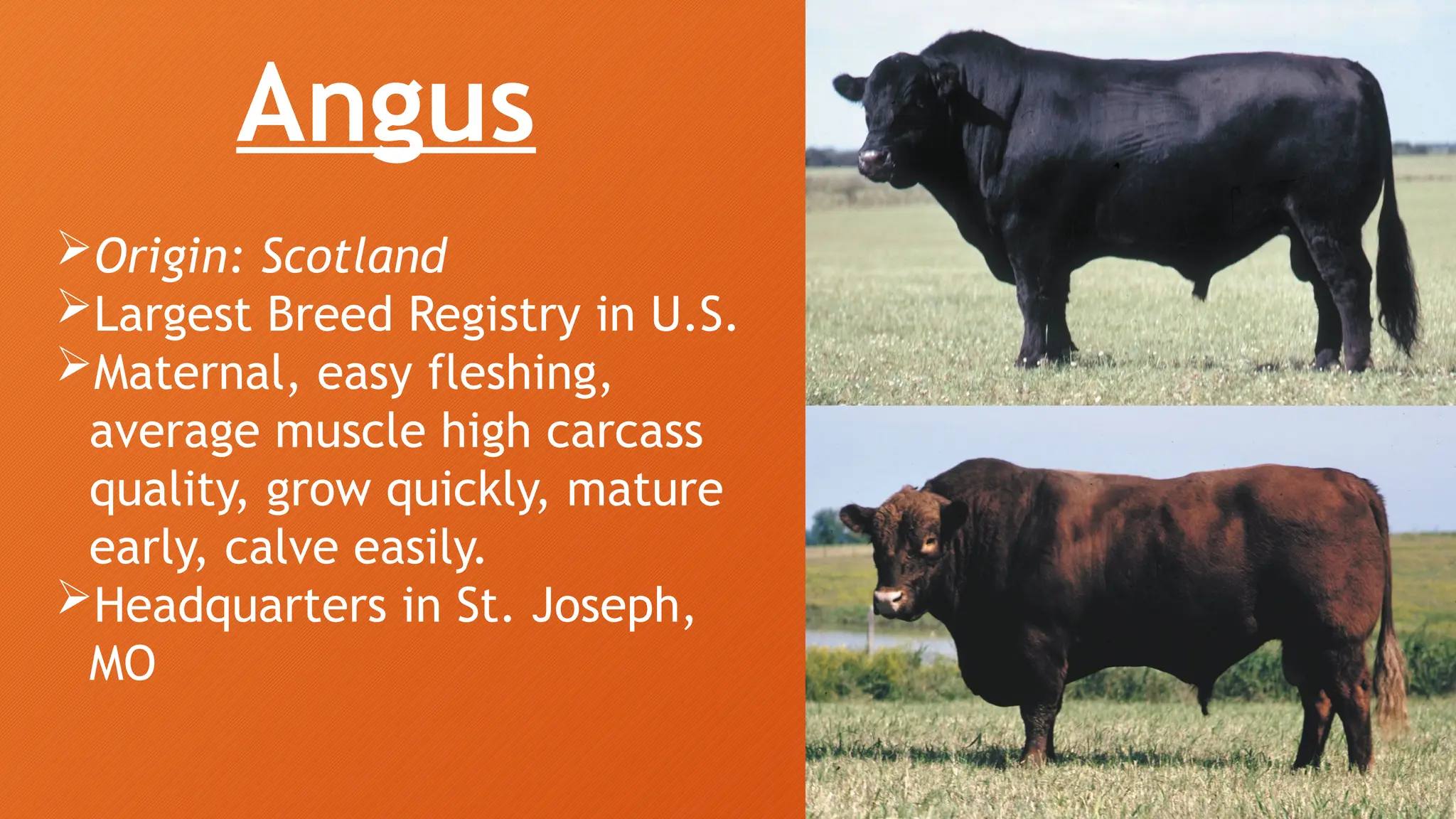 3. Breeds of Small and Large Ruminants.pptx