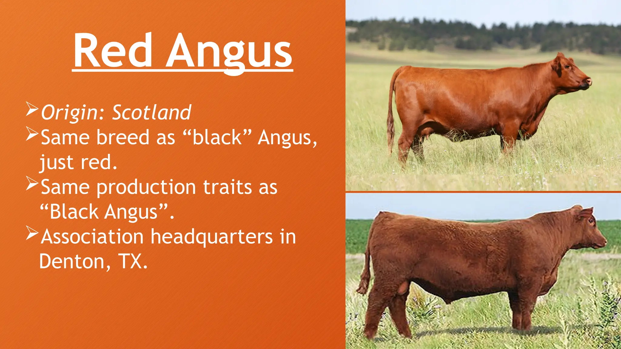 3. Breeds of Small and Large Ruminants.pptx