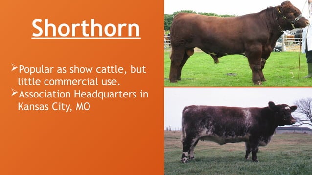 3. Breeds of Small and Large Ruminants.pptx