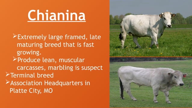 3. Breeds of Small and Large Ruminants.pptx