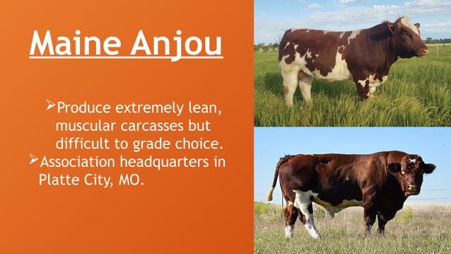 3. Breeds of Small and Large Ruminants.pptx