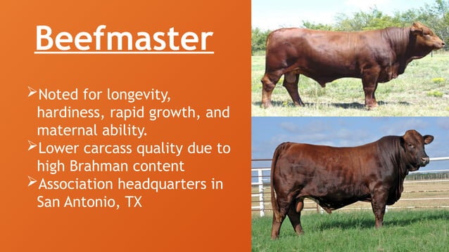 3. Breeds of Small and Large Ruminants.pptx