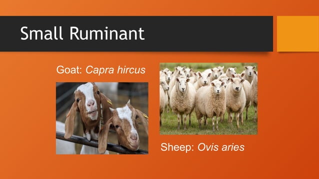 3. Breeds of Small and Large Ruminants.pptx