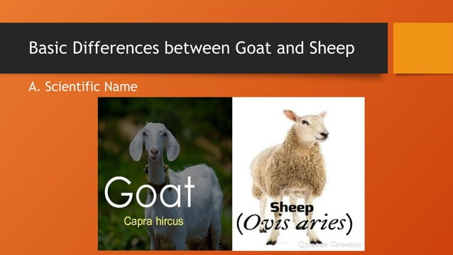 3. Breeds of Small and Large Ruminants.pptx