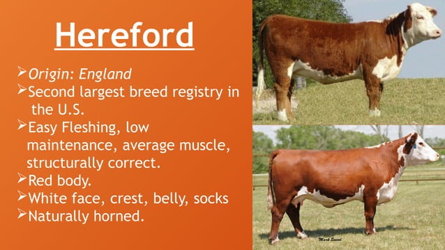 3. Breeds of Small and Large Ruminants.pptx