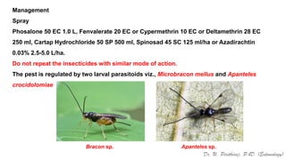 Pests of Crucifers_Bionomics_and_IPM_Dr.UPR.pdf | Beekeeping | Hobbies ...