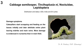 Pests of Crucifers_Bionomics_and_IPM_Dr.UPR.pdf | Beekeeping | Hobbies ...