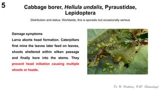 Pests of Crucifers_Bionomics_and_IPM_Dr.UPR.pdf