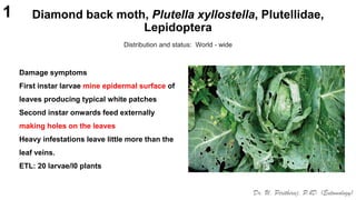 Pests of Crucifers_Bionomics_and_IPM_Dr.UPR.pdf