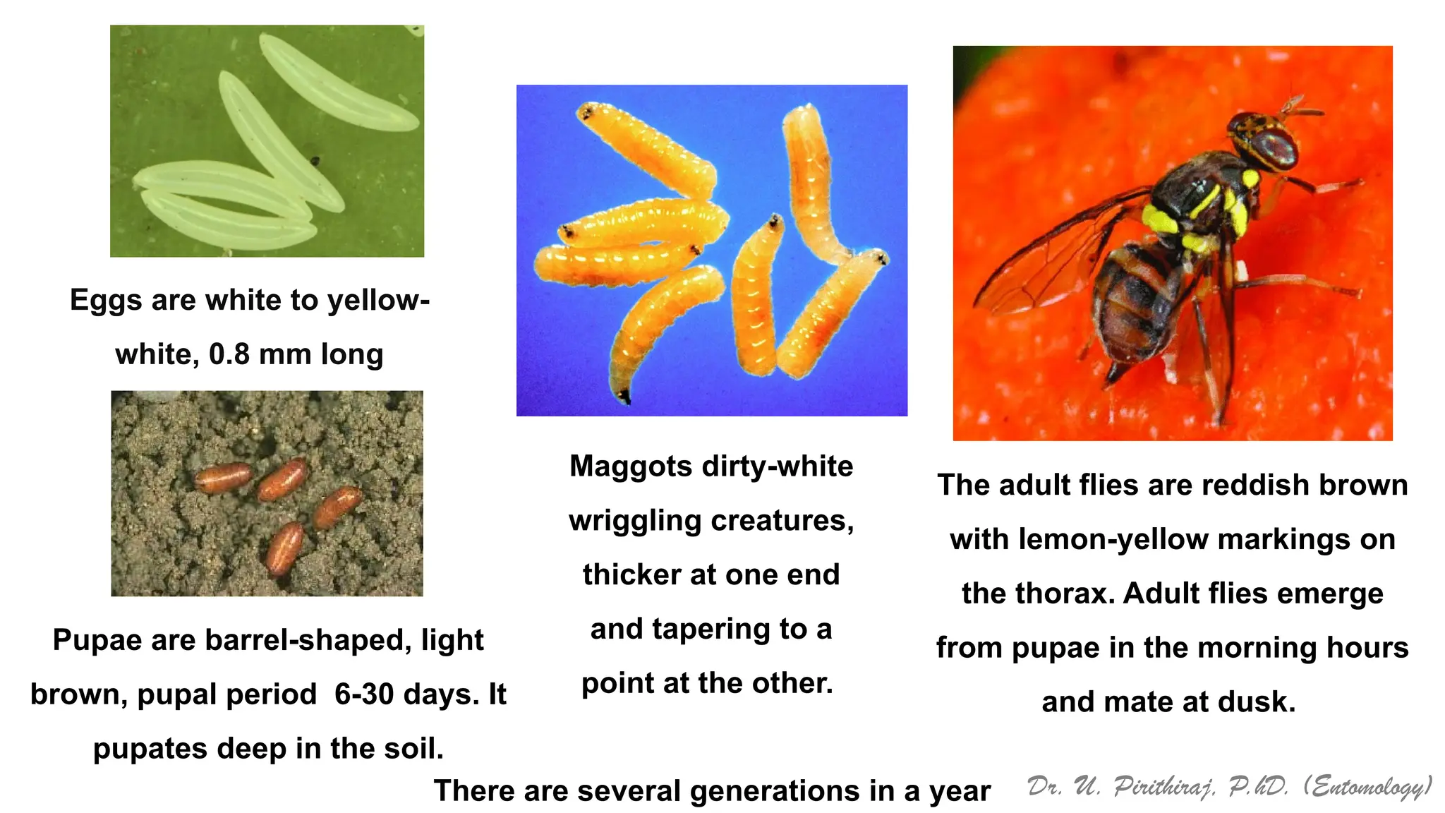 Pests of Cucurbits_Bionomics_IPM_Dr.UPR.pptx