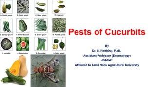 Pests of Cucurbits_Bionomics_IPM_Dr.UPR.pptx