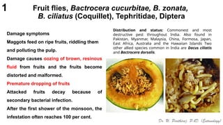 Pests of Cucurbits_Bionomics_IPM_Dr.UPR.pptx