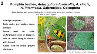 Pests of Cucurbits_Bionomics_IPM_Dr.UPR.pptx