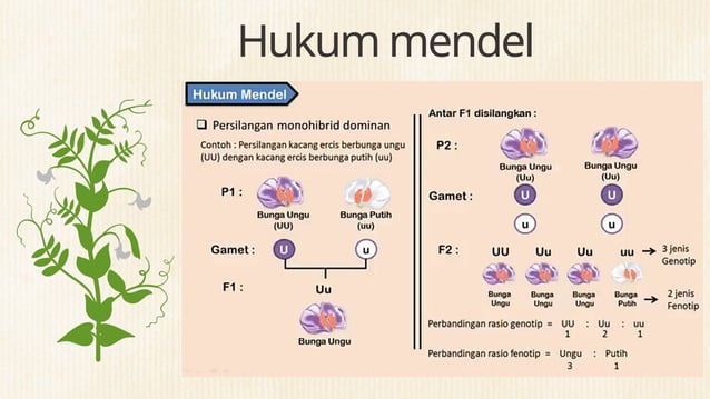3. Pewarisan Sifat pada makhluk hidup, hukum mendel 1 dan hukum mendel 2.pptx