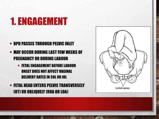 7 CARDINAL MOVEMENTS OF LABOUR.pptx Obgy | PPTX
