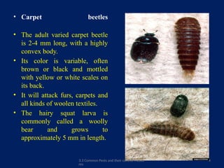 3.3 Common Pests and their control measures.pptx