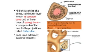 3. General Anatomy 3; Anatomyy122021.pptx