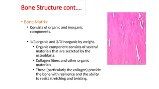 3. General Anatomy 3; Anatomyy122021.pptx