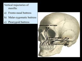 3.-FUNCTIONAL-DEVELOPMENT-OF-DENTAL-ARCHES-AND-OCCLUSION-Dr.T.Ashok ...