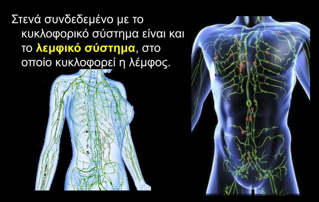 3.KYKLOFORIKO_SYSTHMA_KARDIA.,μικρή κυκλοφορία | PPTX