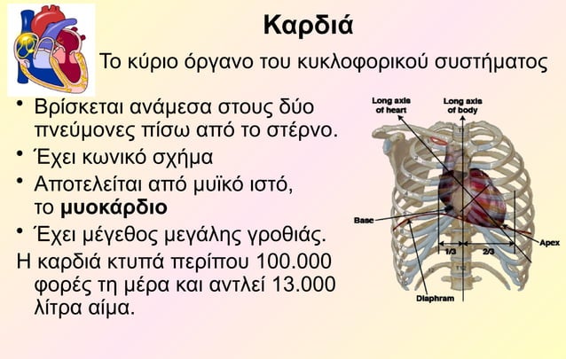 3.KYKLOFORIKO_SYSTHMA_KARDIA.,μικρή κυκλοφορία | PPTX