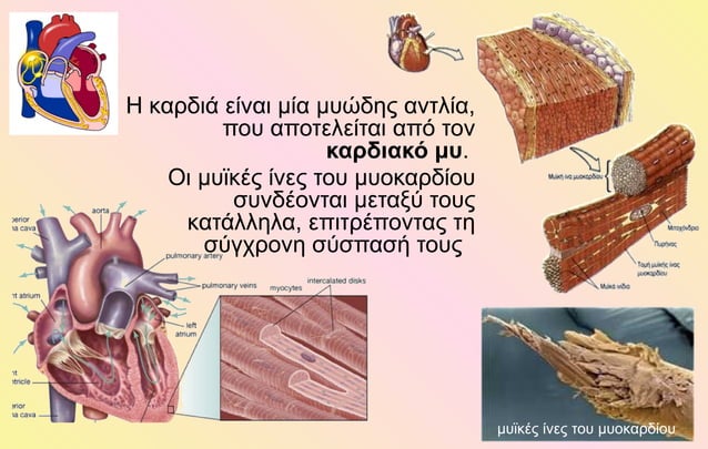 3.KYKLOFORIKO_SYSTHMA_KARDIA.,μικρή κυκλοφορία | PPTX