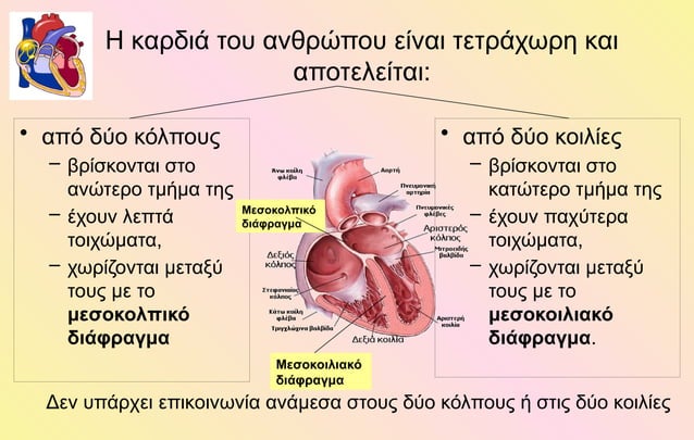 3.KYKLOFORIKO_SYSTHMA_KARDIA.,μικρή κυκλοφορία | PPTX