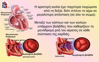 3.KYKLOFORIKO_SYSTHMA_KARDIA.,μικρή κυκλοφορία | PPTX