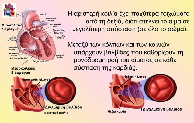 3.KYKLOFORIKO_SYSTHMA_KARDIA.,μικρή κυκλοφορία | PPTX
