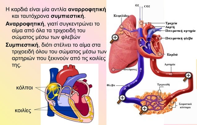 3.KYKLOFORIKO_SYSTHMA_KARDIA.,μικρή κυκλοφορία | PPTX