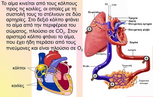 3.KYKLOFORIKO_SYSTHMA_KARDIA.,μικρή κυκλοφορία | PPTX