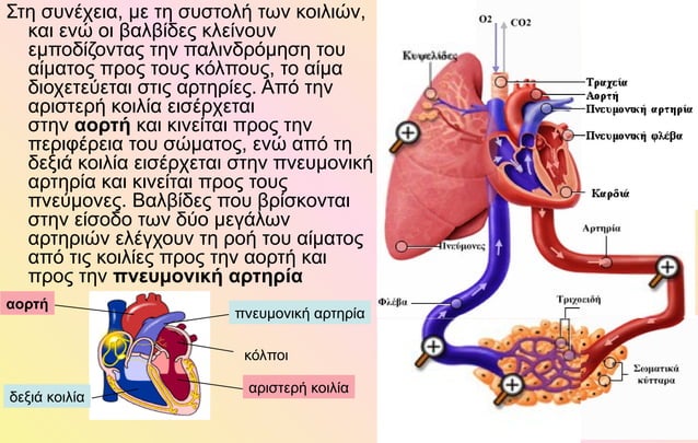 3.KYKLOFORIKO_SYSTHMA_KARDIA.,μικρή κυκλοφορία | PPTX
