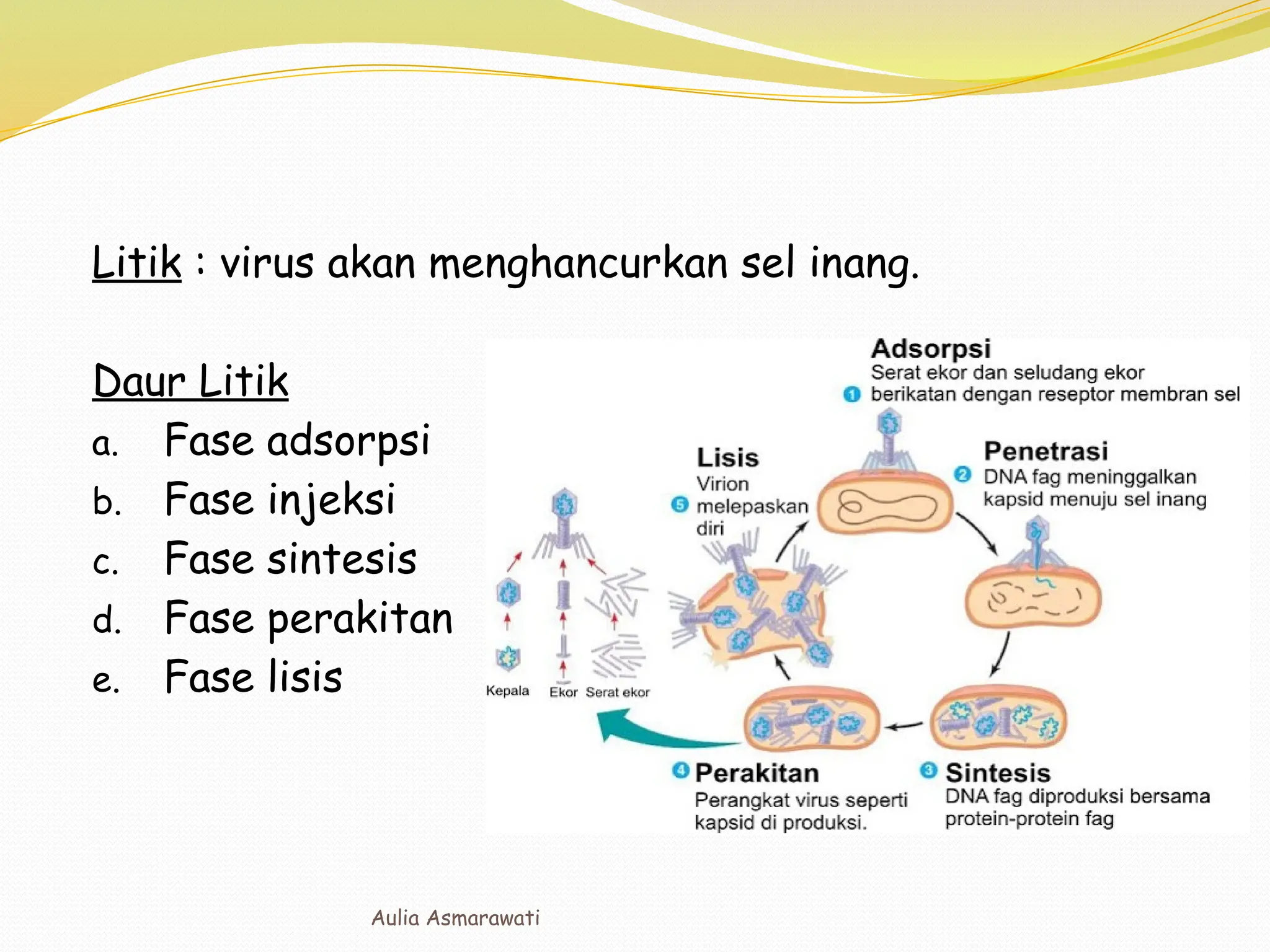Materi VIRUSES kelas X SMA Biologi .pptx