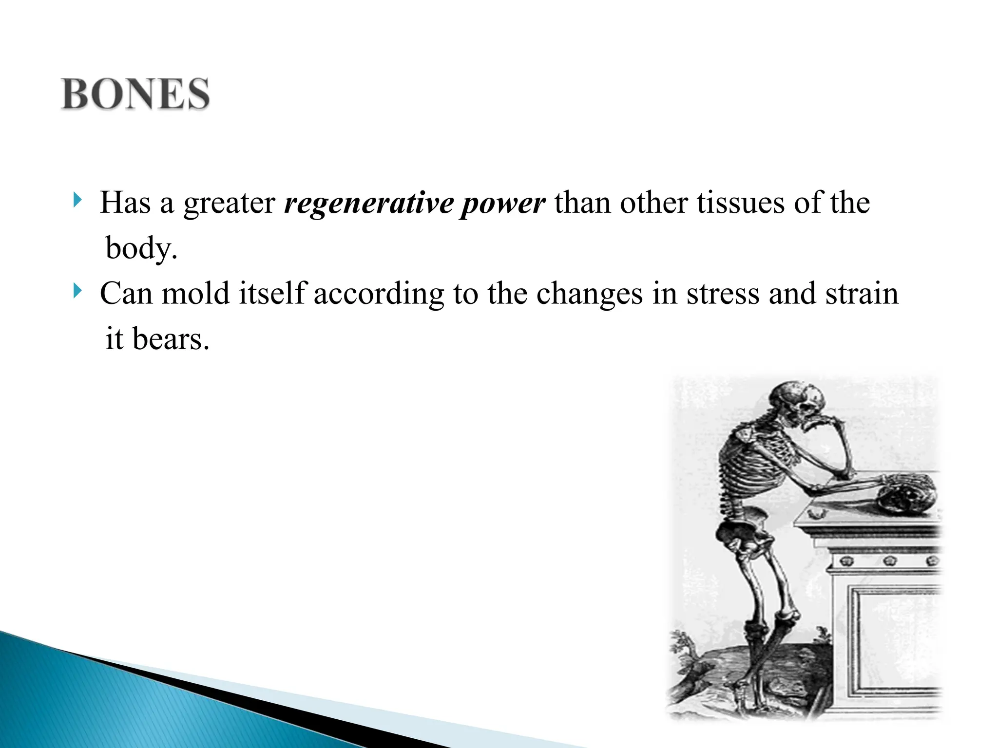 GENERAL ANATOMY OF SKELETAL SYSTEM AND MUSCLES | PPT