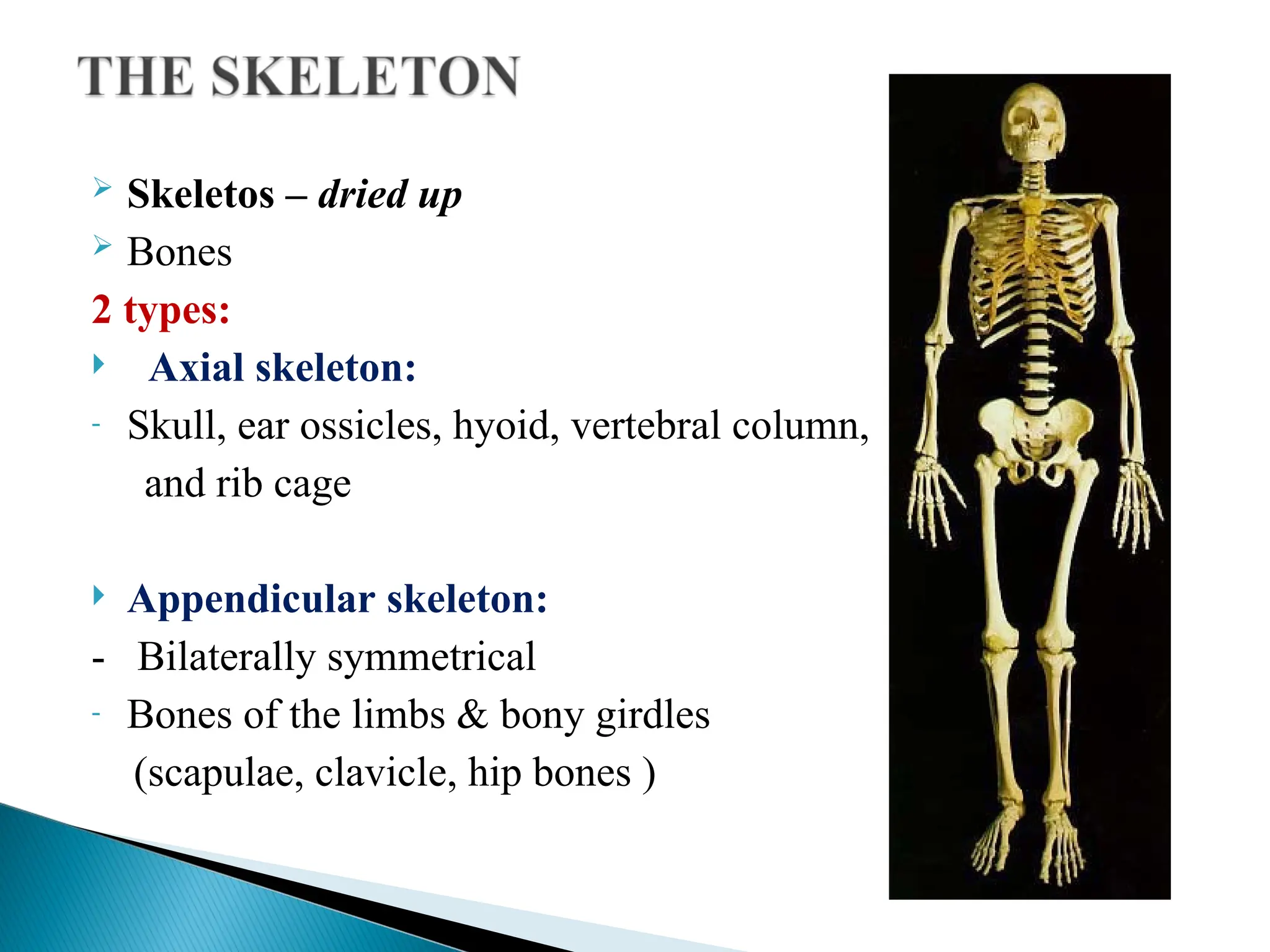 GENERAL ANATOMY OF SKELETAL SYSTEM AND MUSCLES | PPT