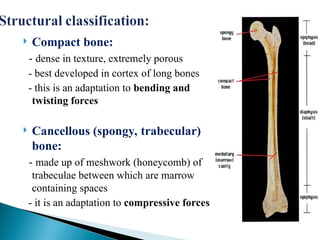 GENERAL ANATOMY OF SKELETAL SYSTEM AND MUSCLES | PPT