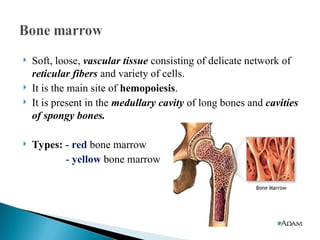 GENERAL ANATOMY OF SKELETAL SYSTEM AND MUSCLES | PPT