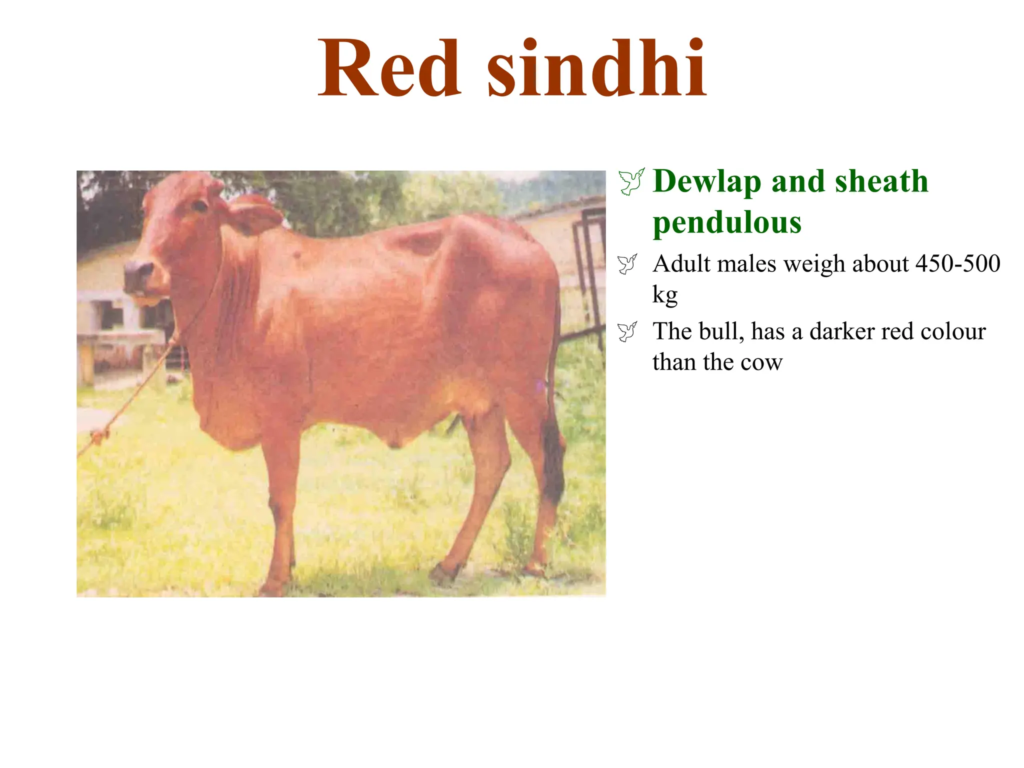 Cattle Breeds dual purpose, draught, milch | PDF