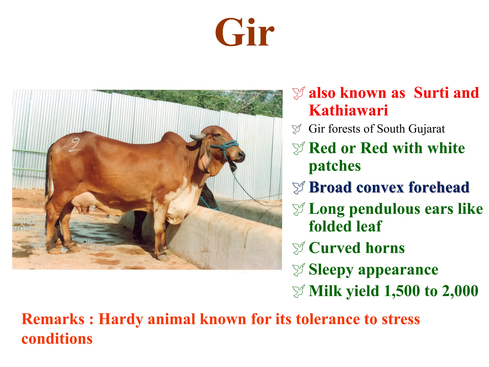 Cattle Breeds dual purpose, draught, milch | PDF