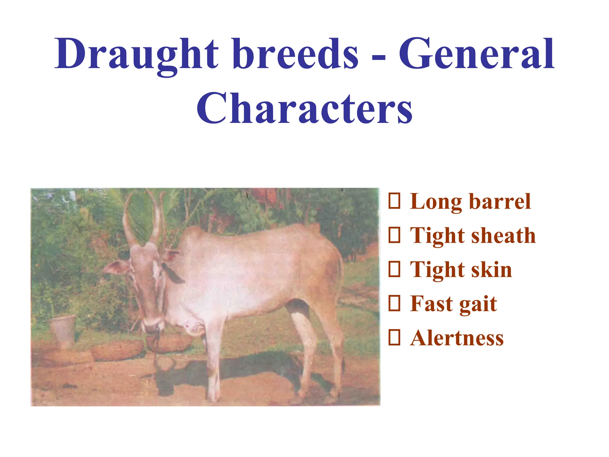 Cattle Breeds dual purpose, draught, milch | PDF